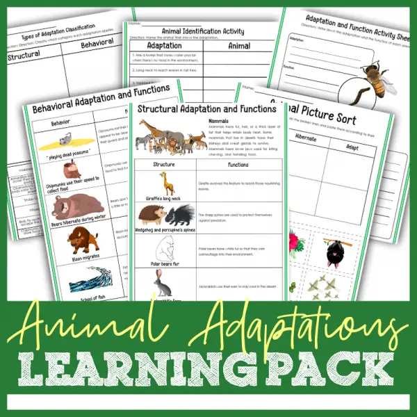 Animal Adaptations Learning Pack - Blessed Homeschool
